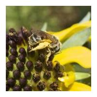 Texas Bee Watchers: 52 Gardens, 52 Weeks - SciStarter