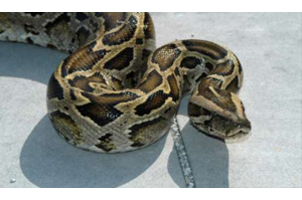 The Snake Count - SciStarter