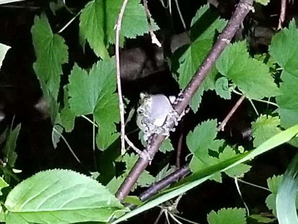 Citizen Science: FrogWatch USA Training - SciStarter Citizen Science: FrogWatch USA Training - SciStarter
