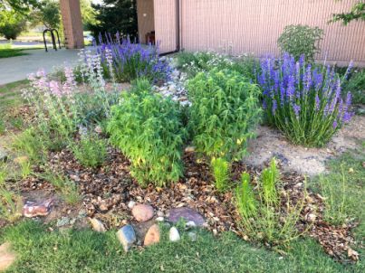 Gardening with Native Plants Webinar: How to Design a Native Plant ...